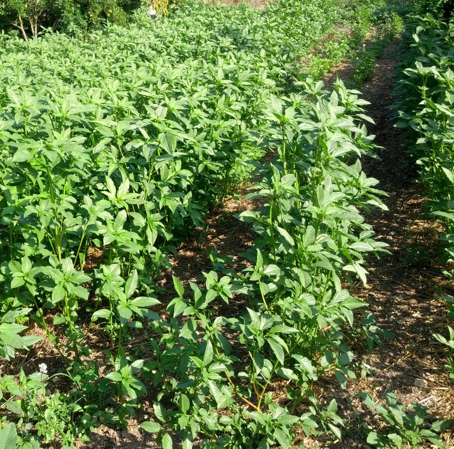 How to grow Mulukhiyah / Molokhia in your home garden ‎ – SoWeGrow