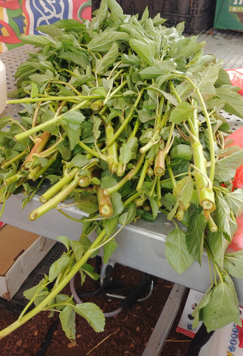 How to grow Mulukhiyah / Molokhia in your home garden ‎ – SoWeGrow