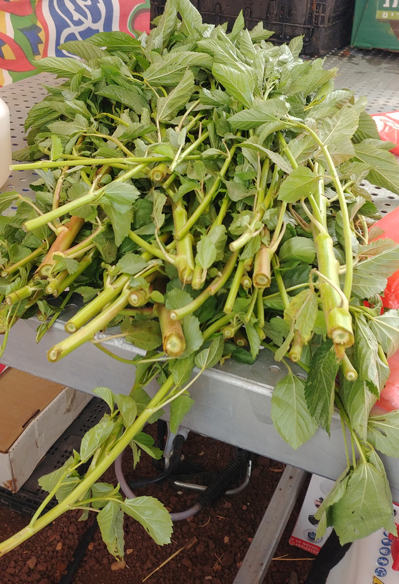 How to grow Mulukhiyah / Molokhia in your home garden ‎ – SoWeGrow